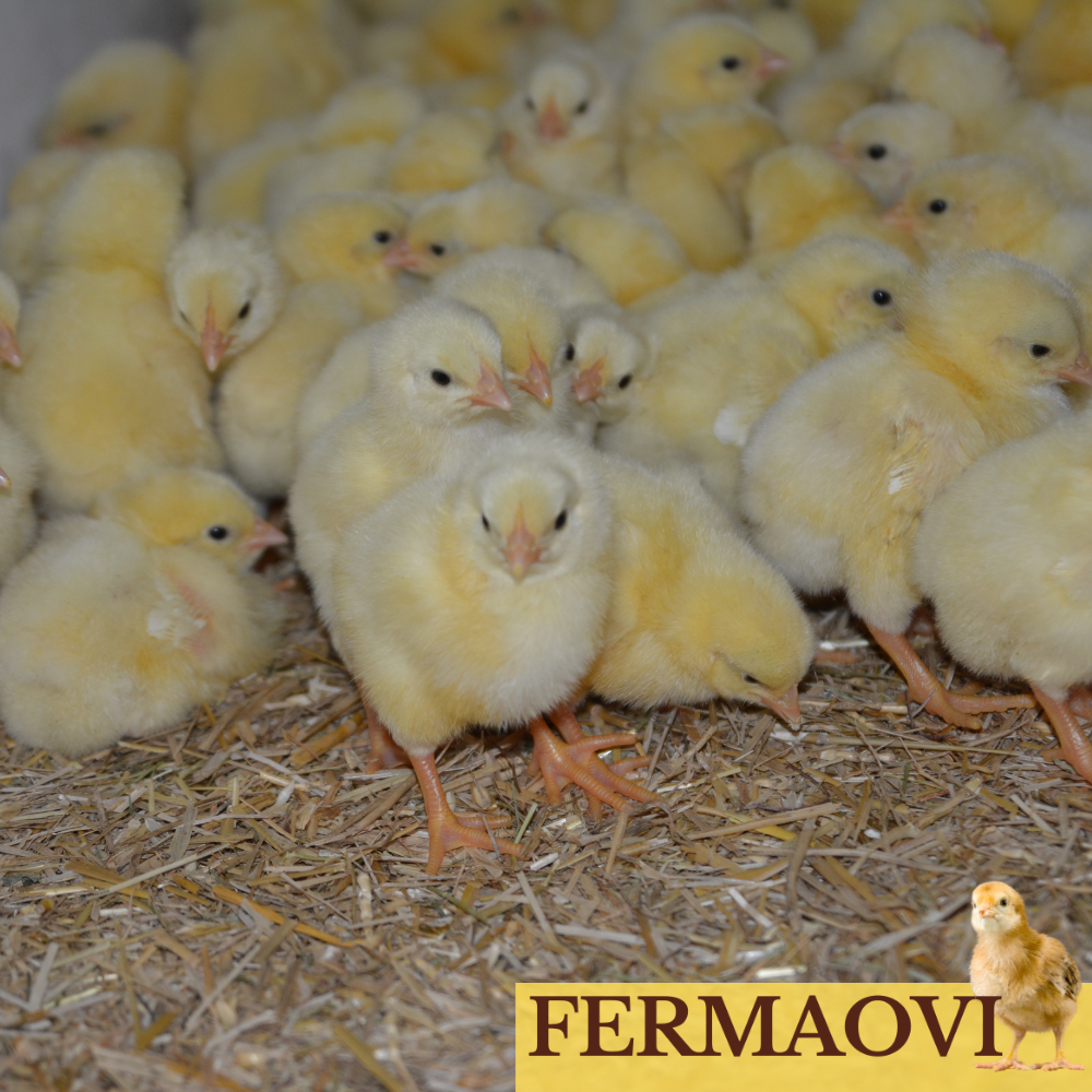 Ferma Ovi Pui – Ferma Ovi Pui