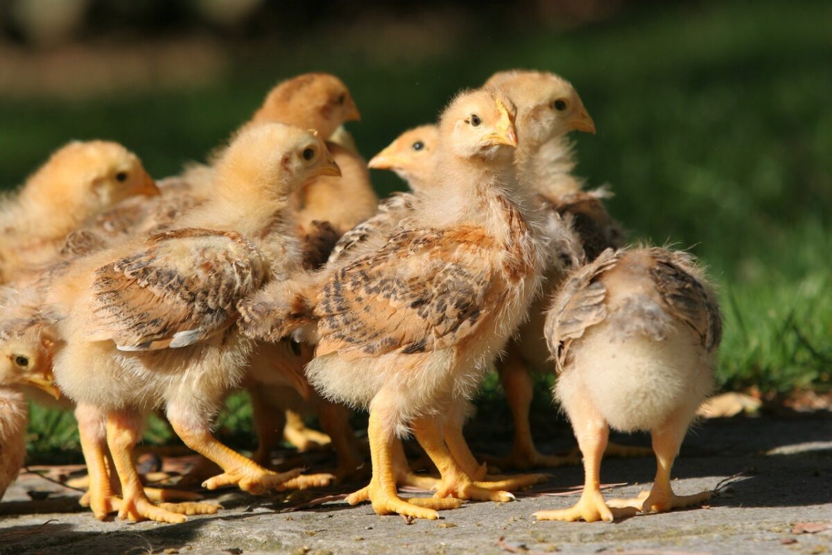 Pui Rasa Mixta Zburat – Ferma Ovi Pui